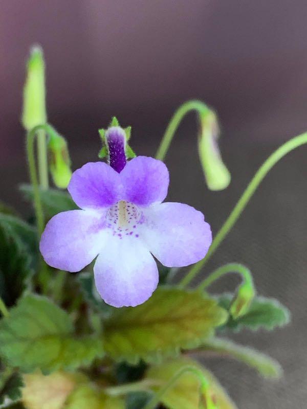 Micro Mini Sinningia “Li’l Georgie”, Furniture & Home Living, Gardening ...