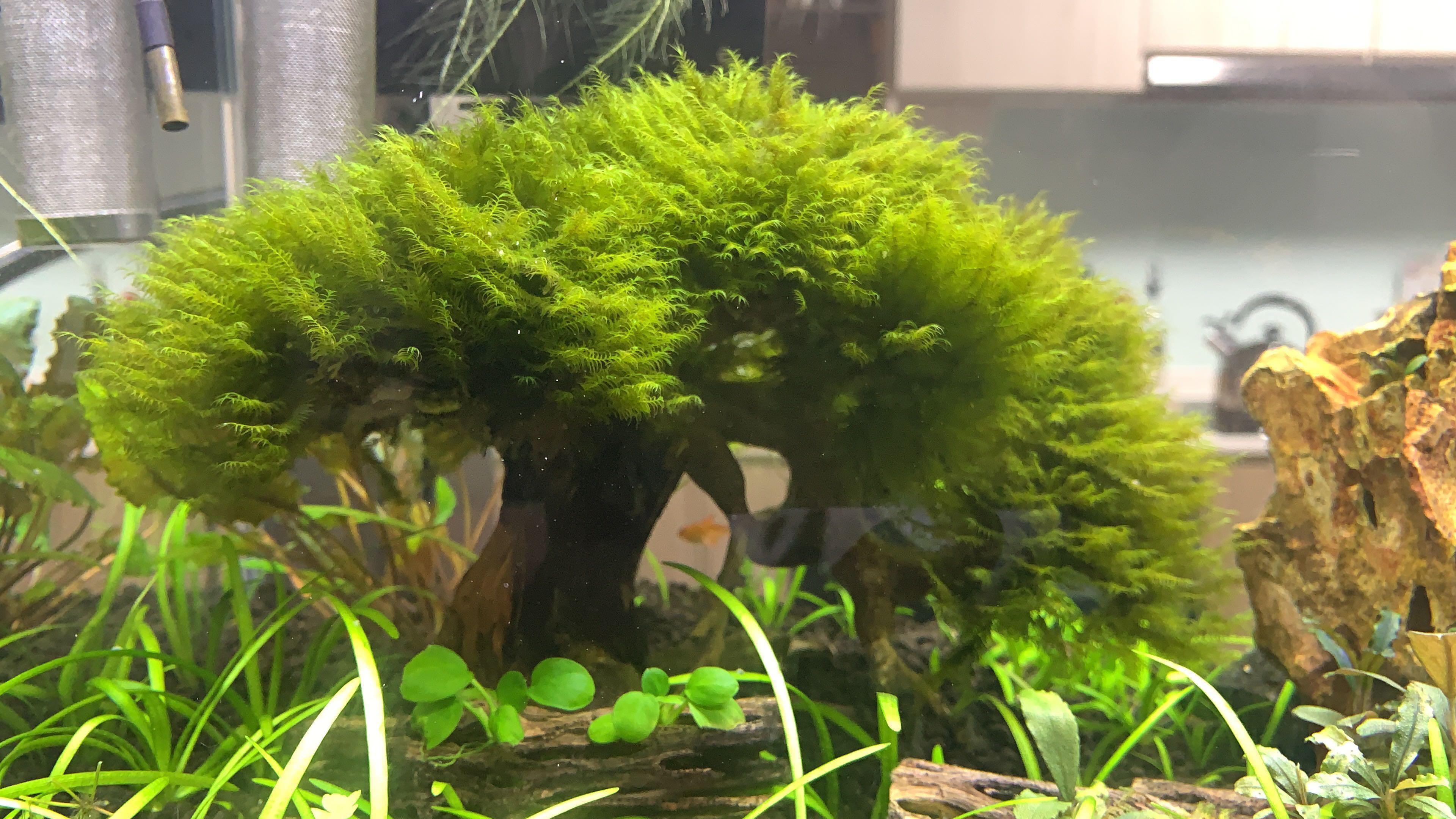 Us fissidens moss loose clump, Furniture & Home Living, Gardening ...