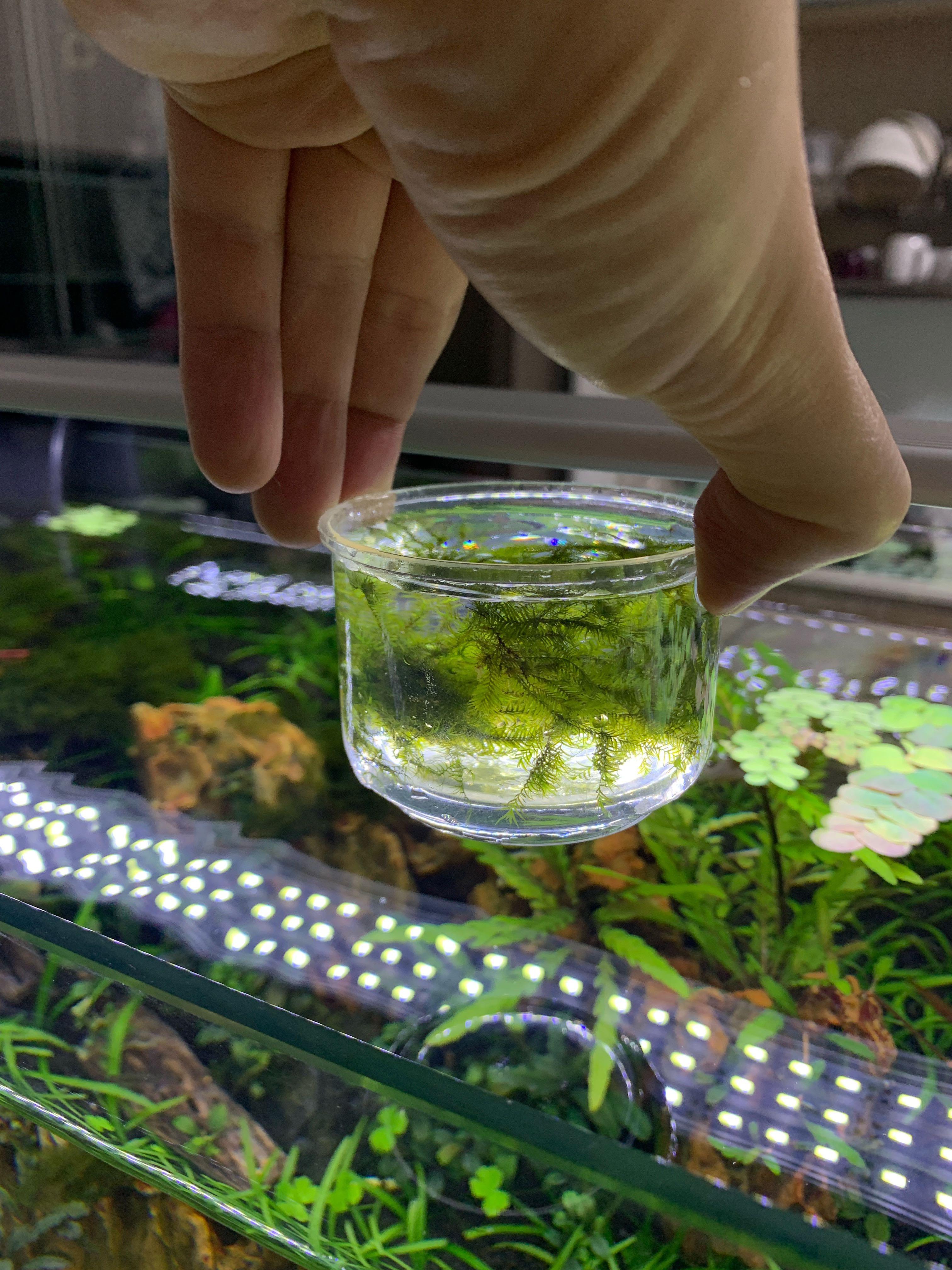 Us fissidens moss loose clump, Furniture & Home Living, Gardening ...