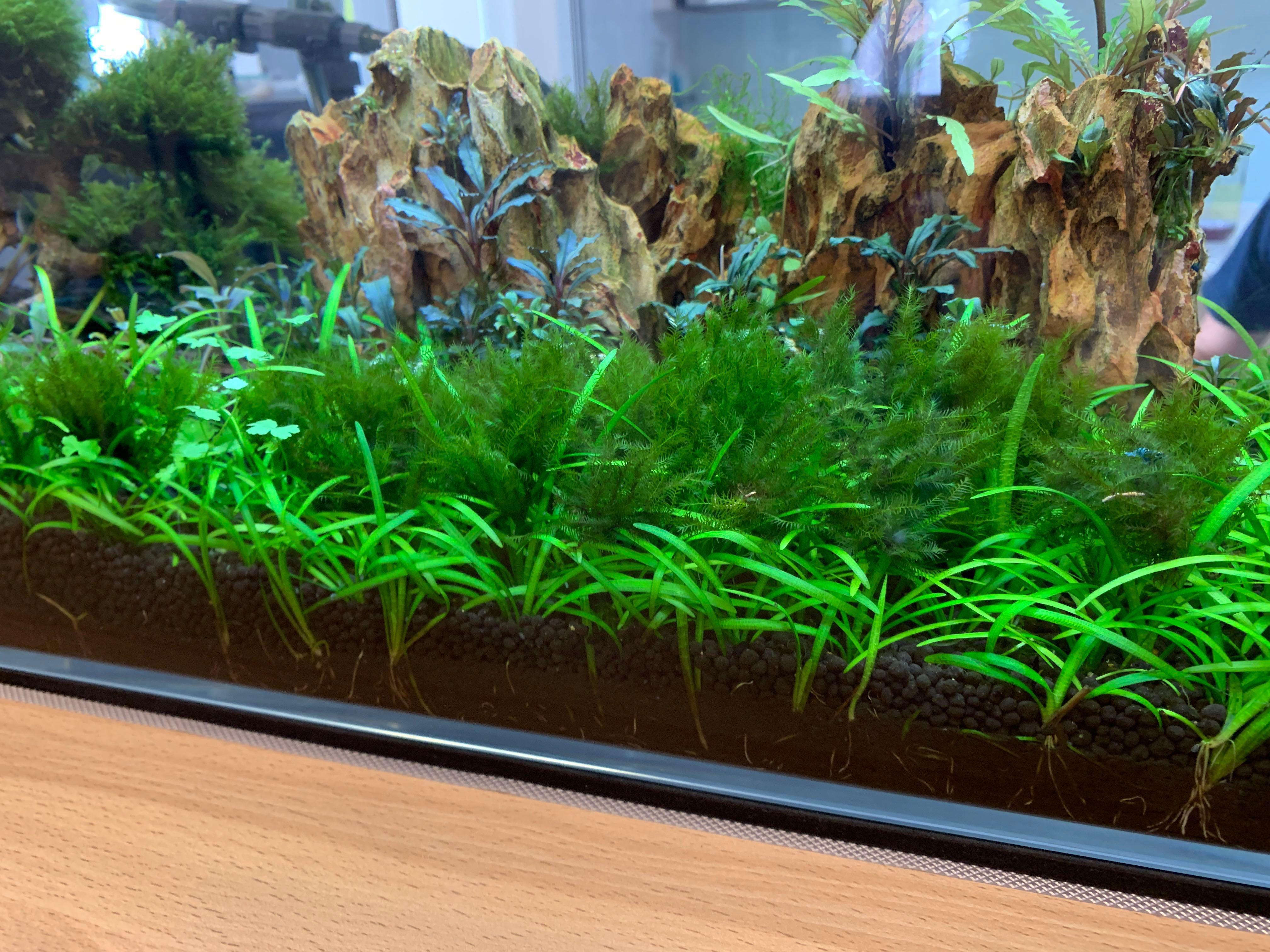 Us fissidens moss loose clump, Furniture & Home Living, Gardening ...