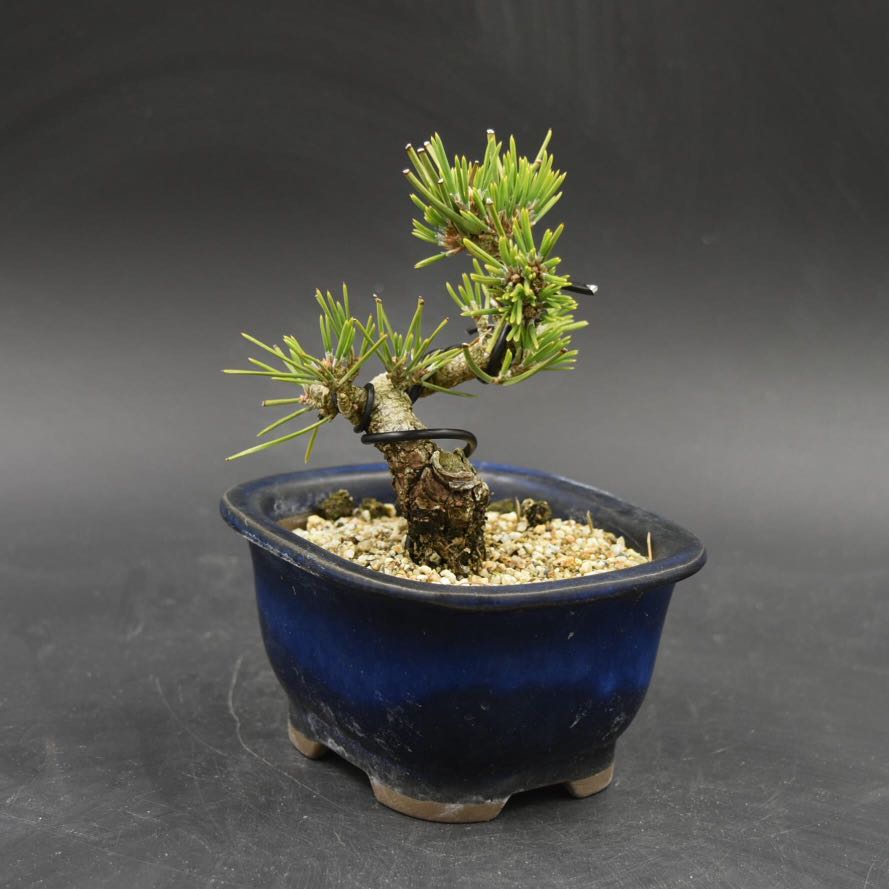 Japanese kuromatsu (Black Pine), “Zuiho ver”, Furniture & Home Living ...