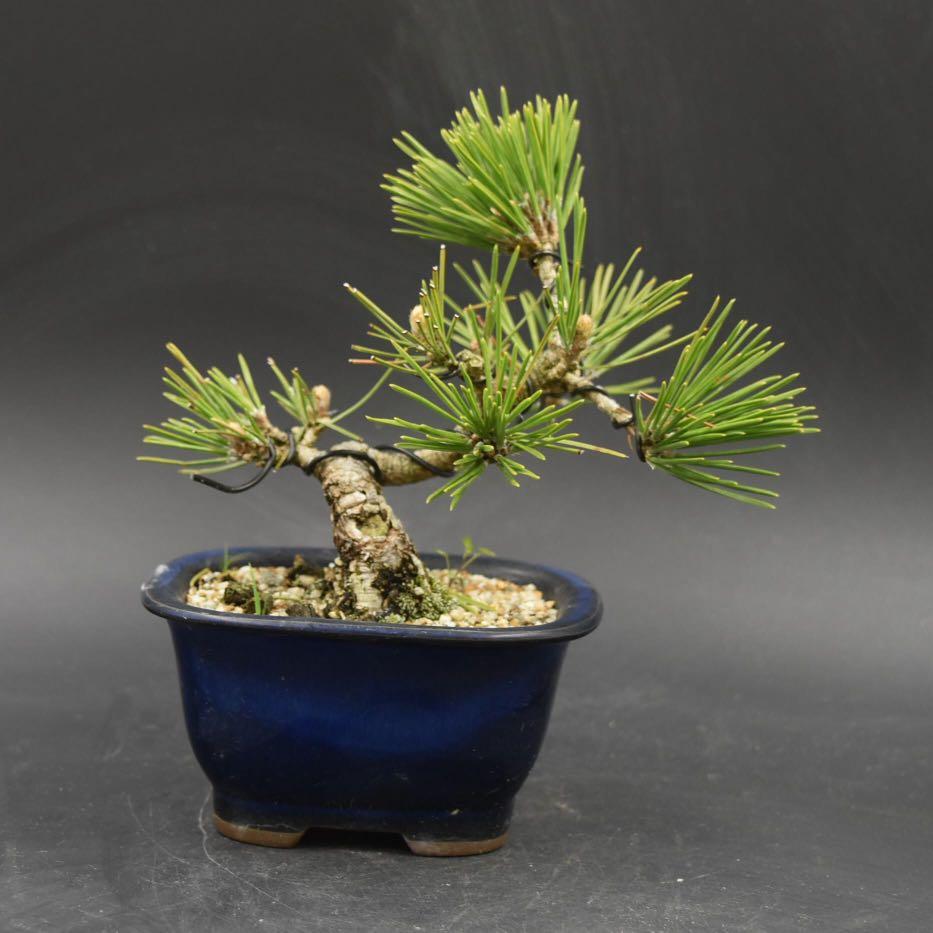 Japanese kuromatsu (Black Pine), “Zuiho ver”, Furniture & Home Living ...