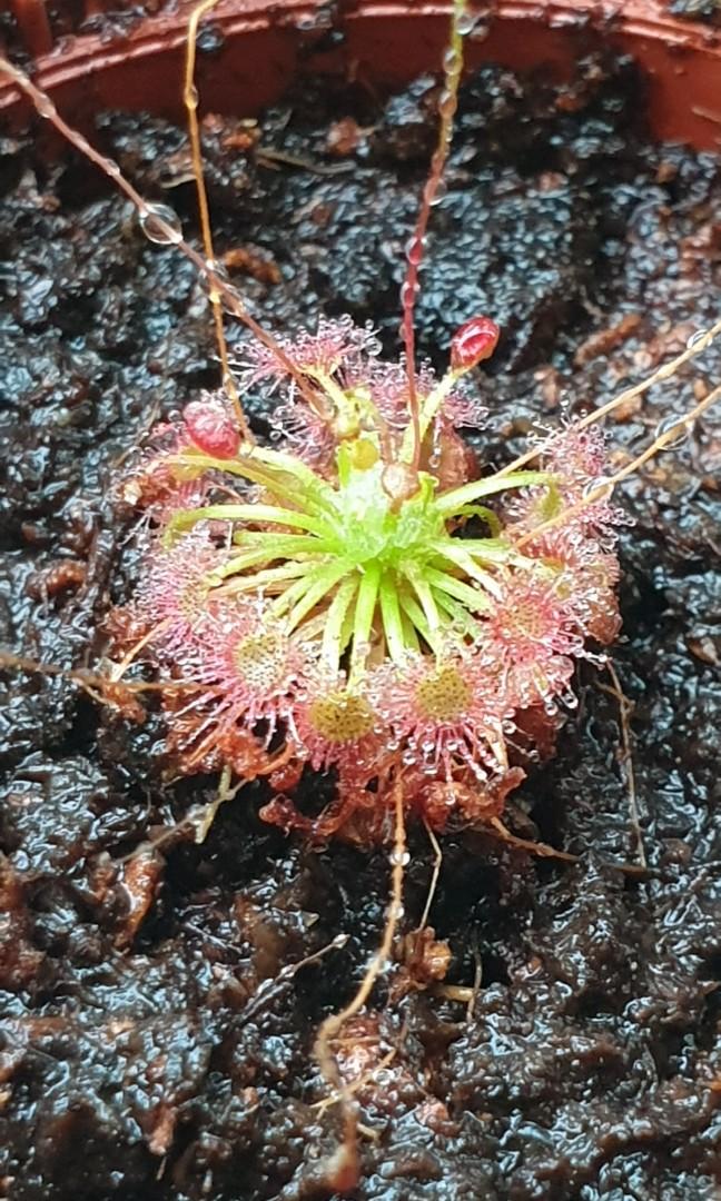 Drosera Badgerupii (Sundew), Furniture & Home Living, Gardening, Plants ...