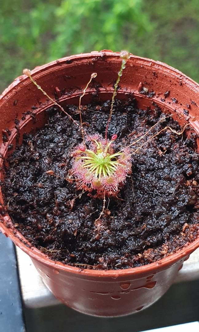 Drosera Badgerupii (Sundew), Furniture & Home Living, Gardening, Plants ...