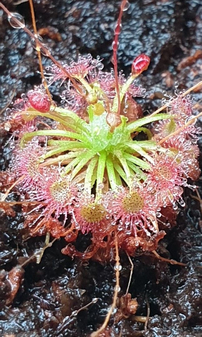 Drosera Badgerupii (Sundew), Furniture & Home Living, Gardening, Plants ...
