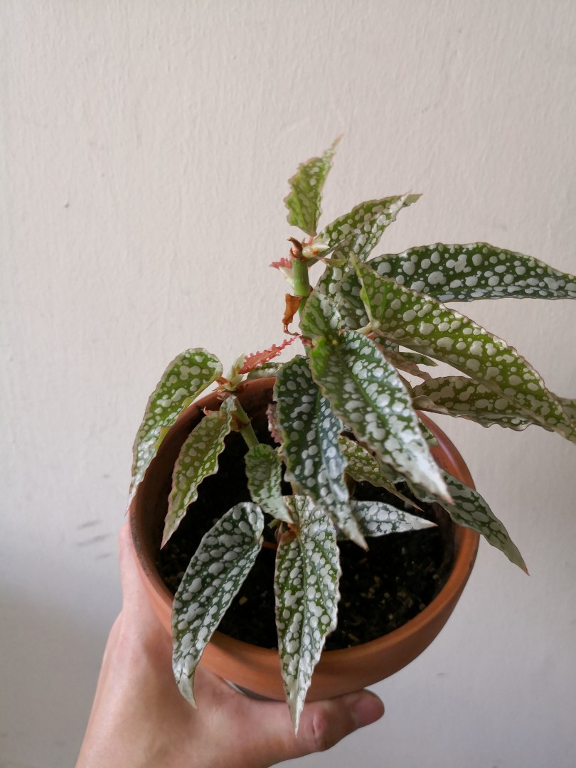 Begonia white ice, Furniture & Home Living, Gardening, Plants & Seeds ...