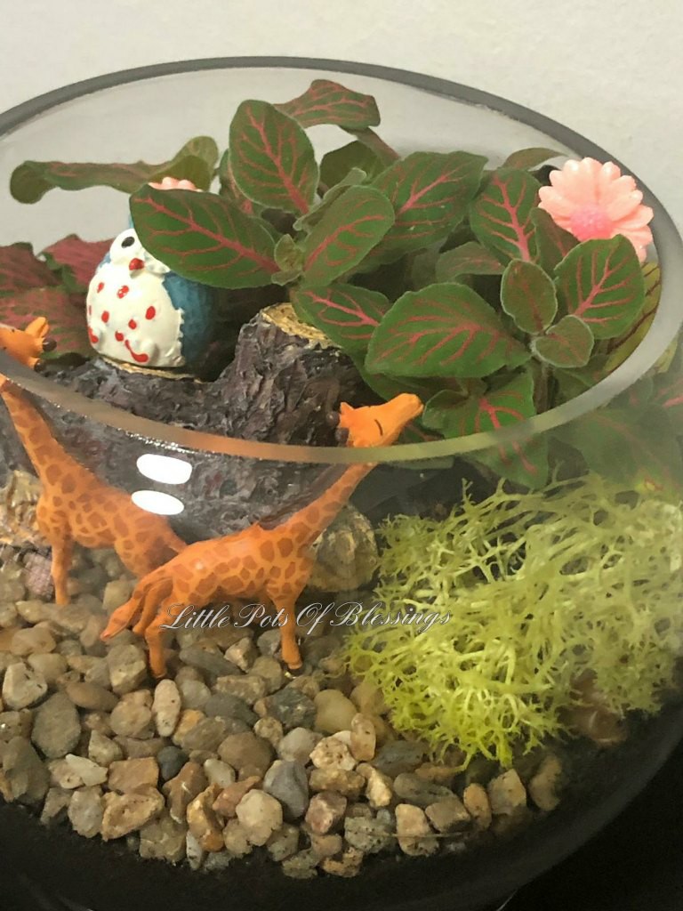 Safari Terrarium, Furniture & Home Living, Gardening, Plants & Seeds on ...