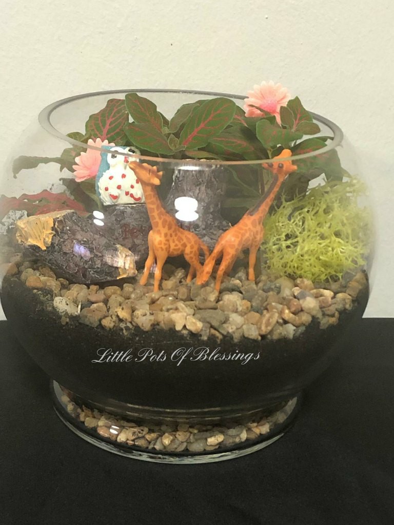 Safari Terrarium, Furniture & Home Living, Gardening, Plants & Seeds on ...