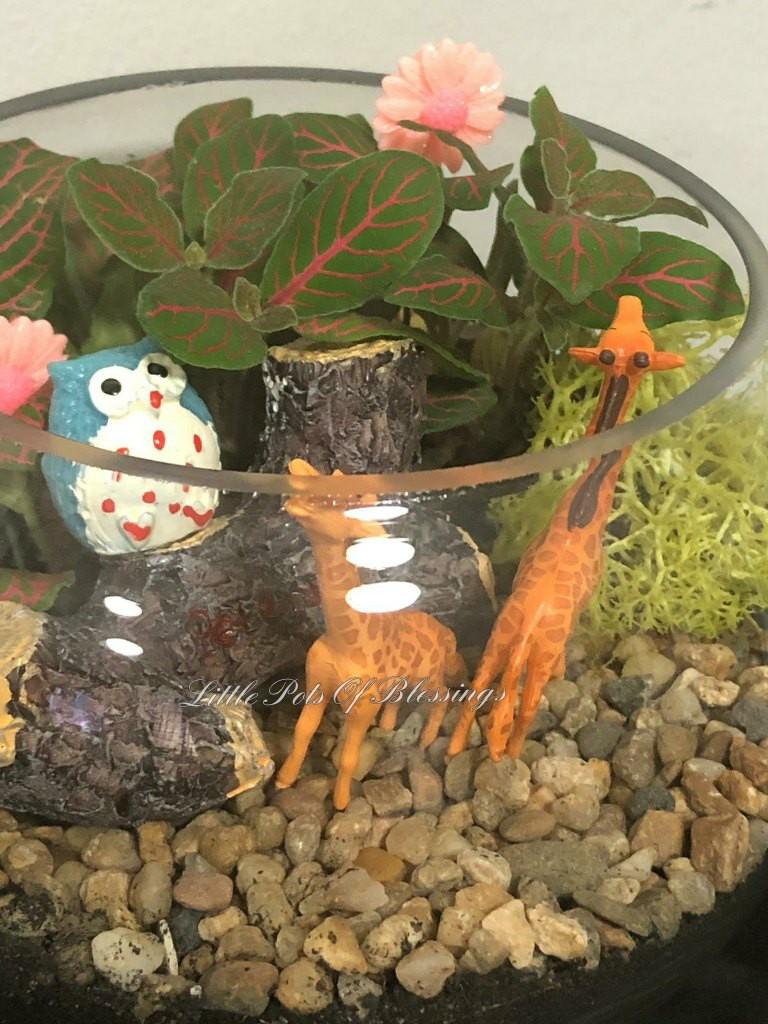 Safari Terrarium, Furniture & Home Living, Gardening, Plants & Seeds on ...
