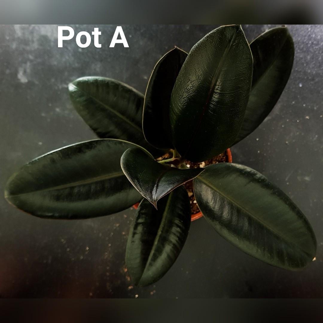 Dwarf Ficus Elastica "Black Prince" (Bonsai Rubber Tree), Furniture ...