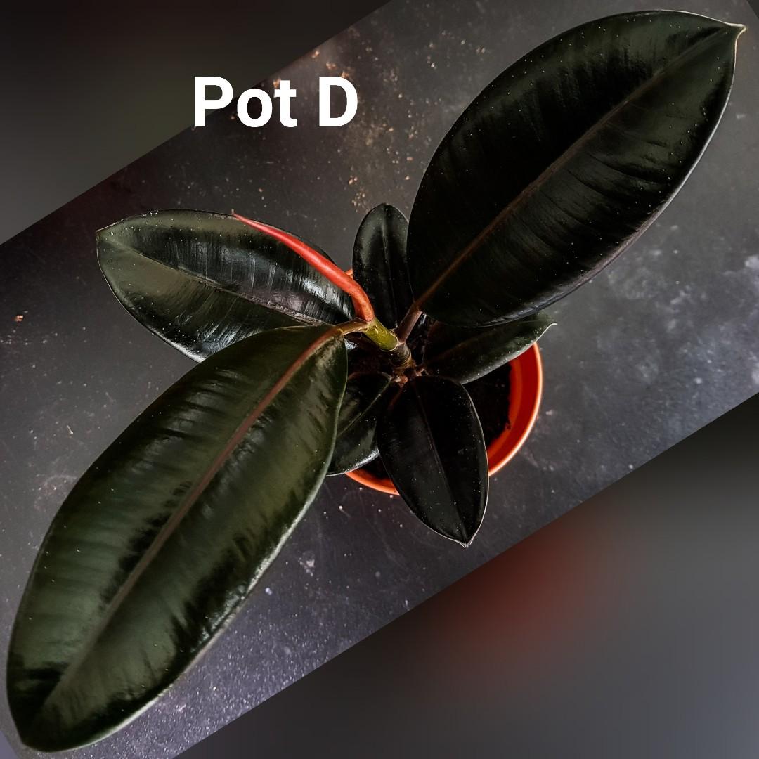 Dwarf Ficus Elastica "Black Prince" (Bonsai Rubber Tree), Furniture ...