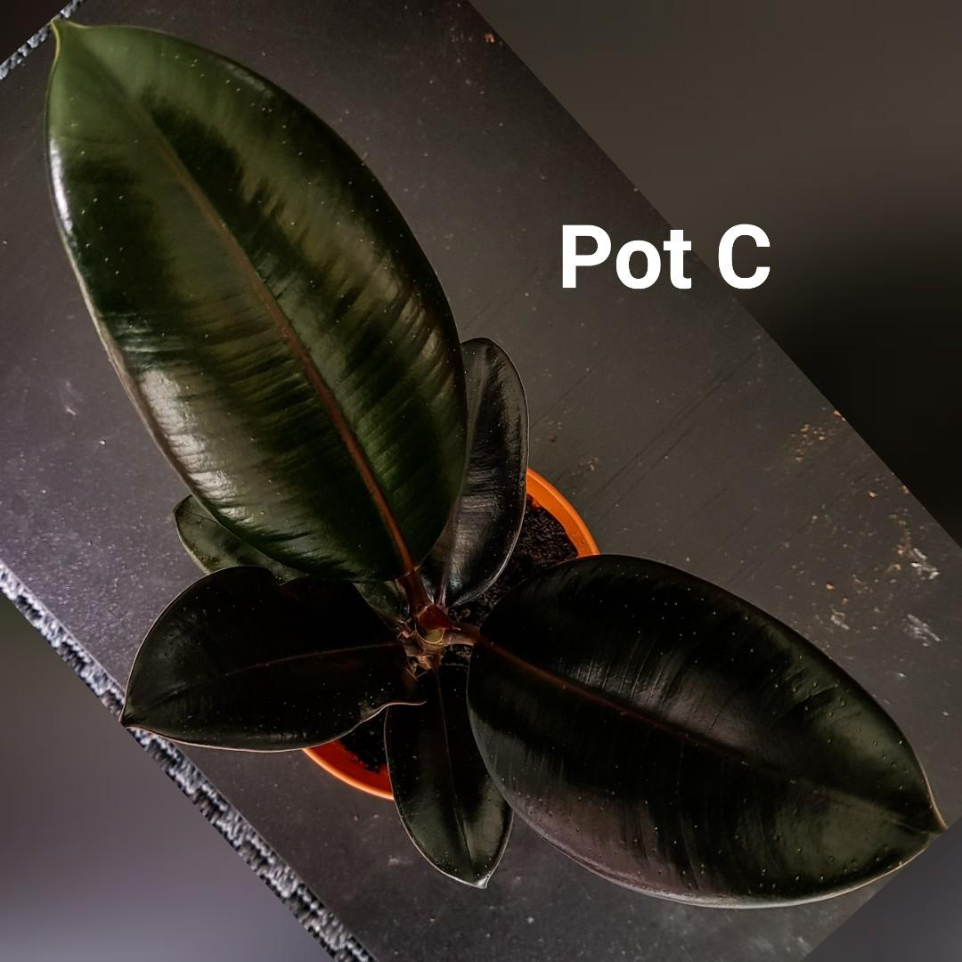 Dwarf Ficus Elastica "Black Prince" (Bonsai Rubber Tree), Furniture ...