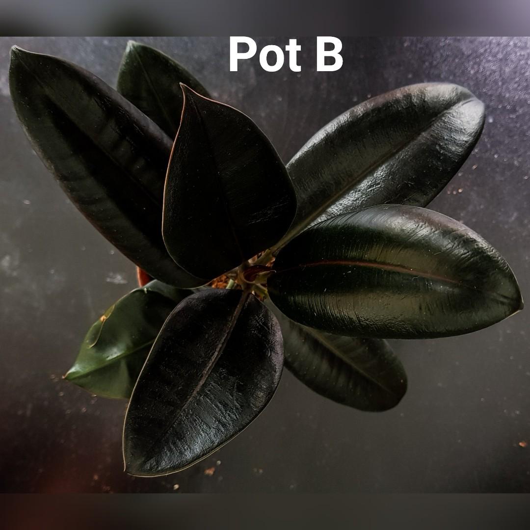 Dwarf Ficus Elastica "Black Prince" (Bonsai Rubber Tree), Furniture ...