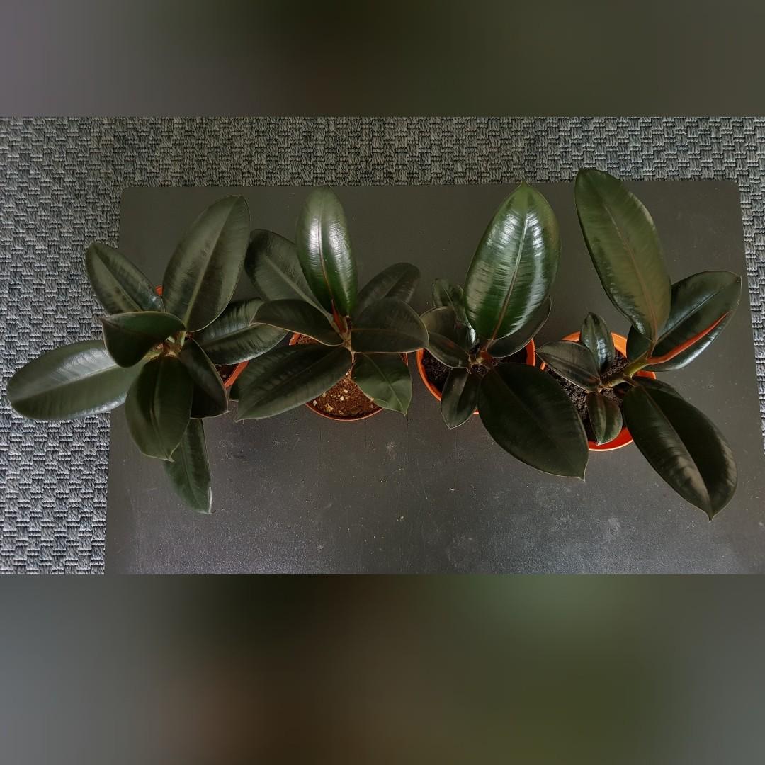 Dwarf Ficus Elastica "Black Prince" (Bonsai Rubber Tree), Furniture ...