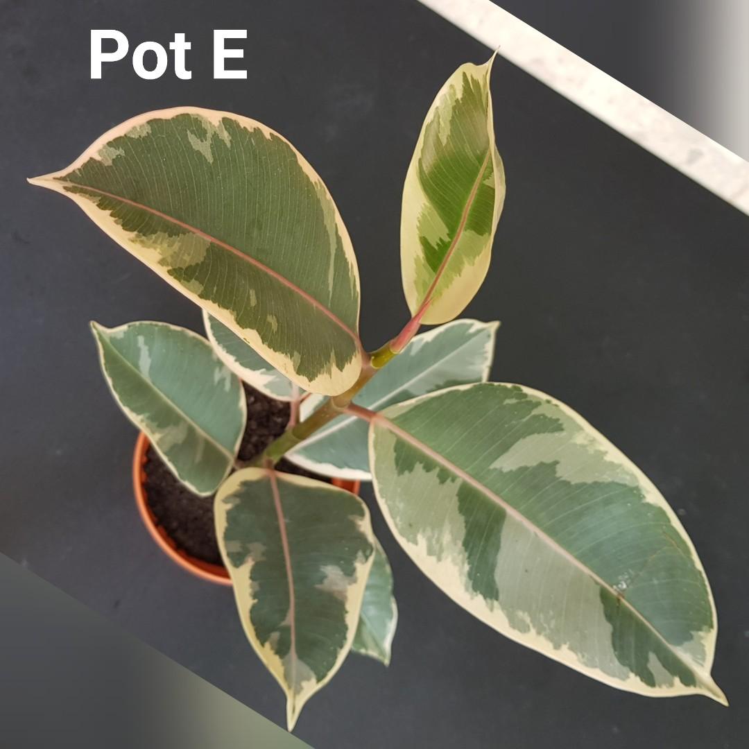 Dwarf Ficus Elastica "Tineke" Variegated (Rubber Tree Bonsai ...