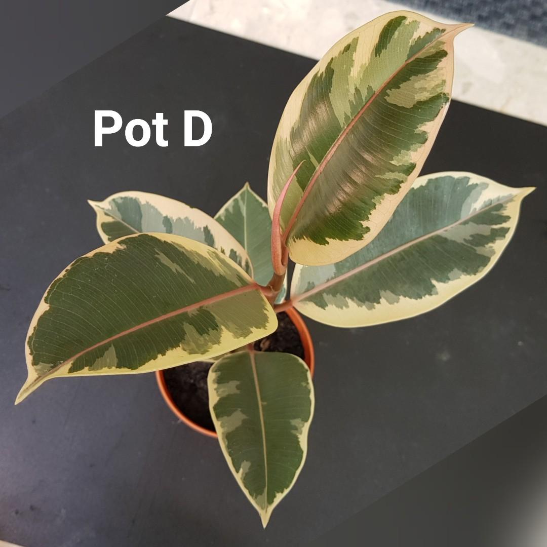 Dwarf Ficus Elastica "Tineke" Variegated (Rubber Tree Bonsai ...