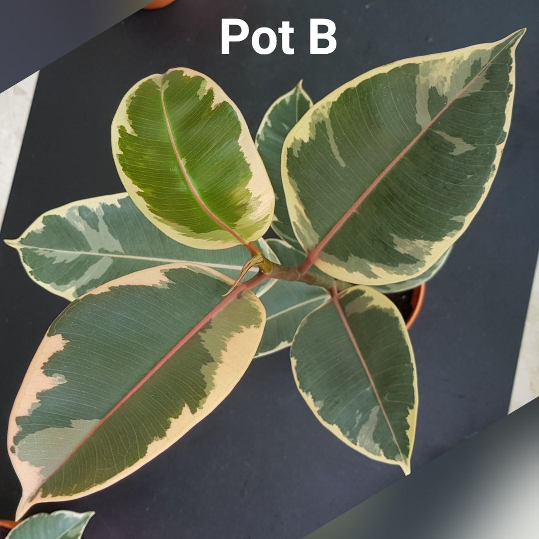 Dwarf Ficus Elastica "Tineke" Variegated (Rubber Tree Bonsai ...