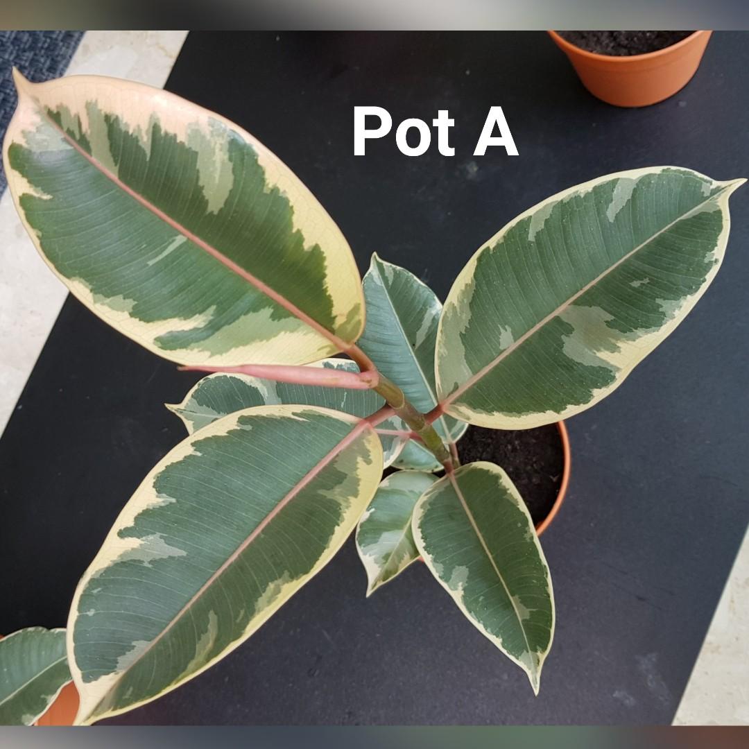 Dwarf Ficus Elastica "Tineke" Variegated (Rubber Tree Bonsai ...