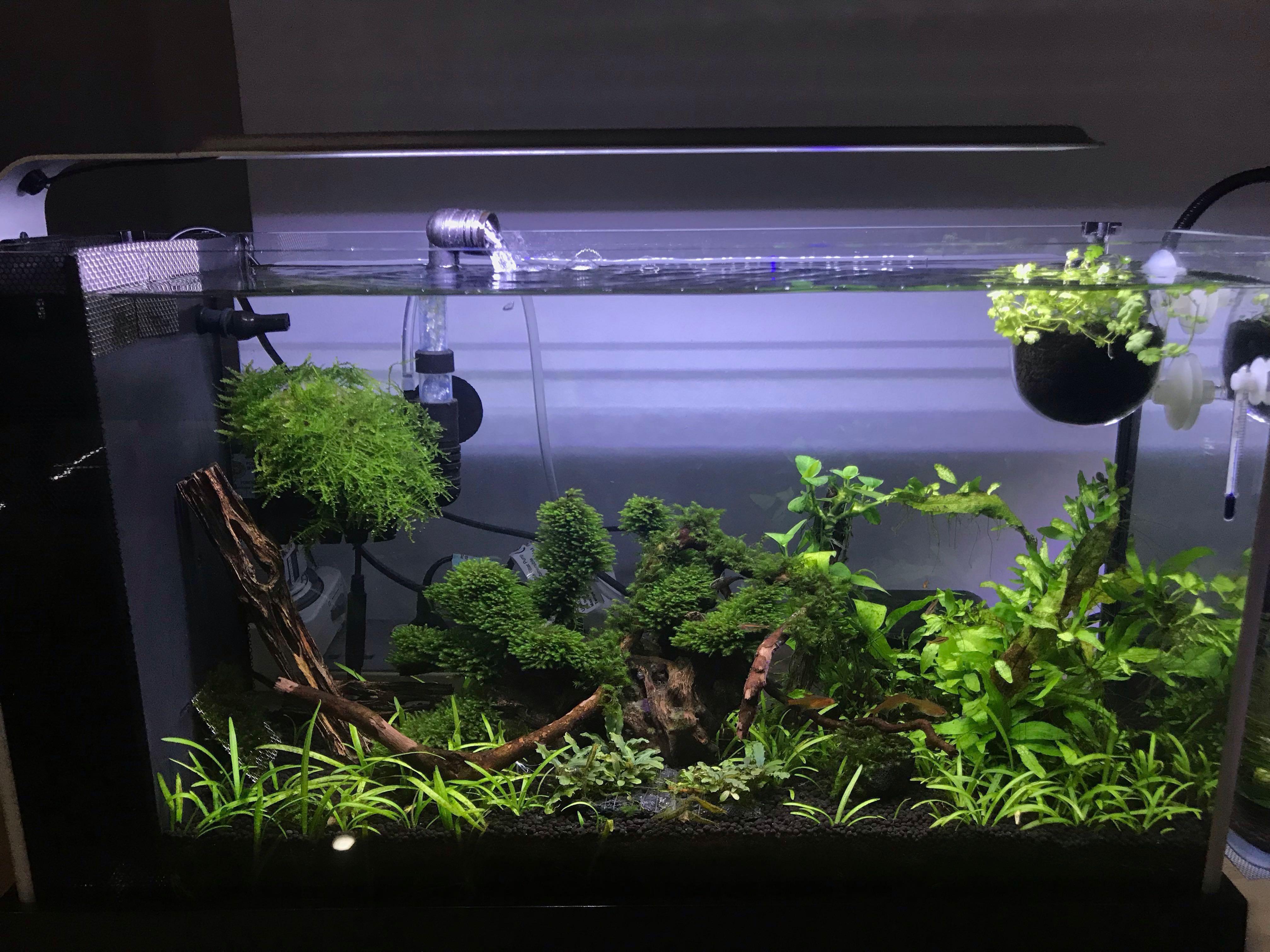 Aquatic plant dwarf sag (Sagittaria subulata)- available!!!, Furniture ...