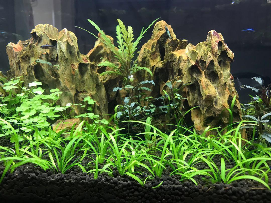 Aquatic plant dwarf sag (Sagittaria subulata)- available!!!, Furniture ...