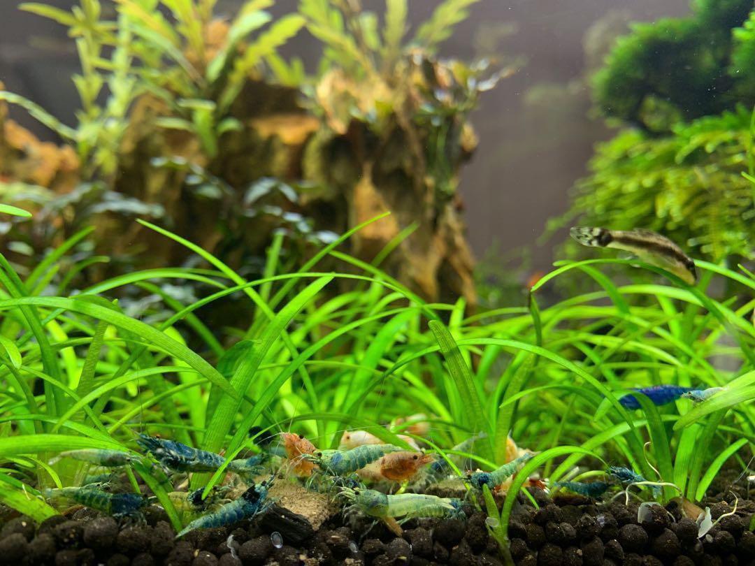 Aquatic plant dwarf sag (Sagittaria subulata)- available!!!, Furniture ...