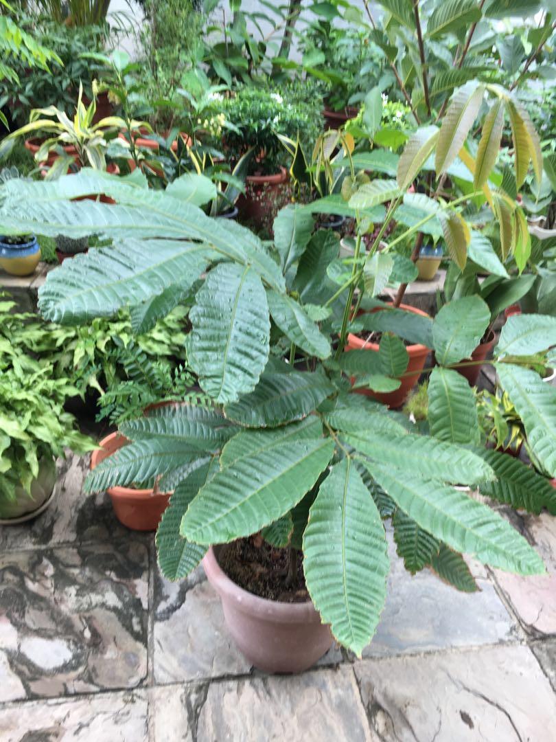 Brazilian longan! Rare!, Furniture & Home Living, Gardening, Plants ...