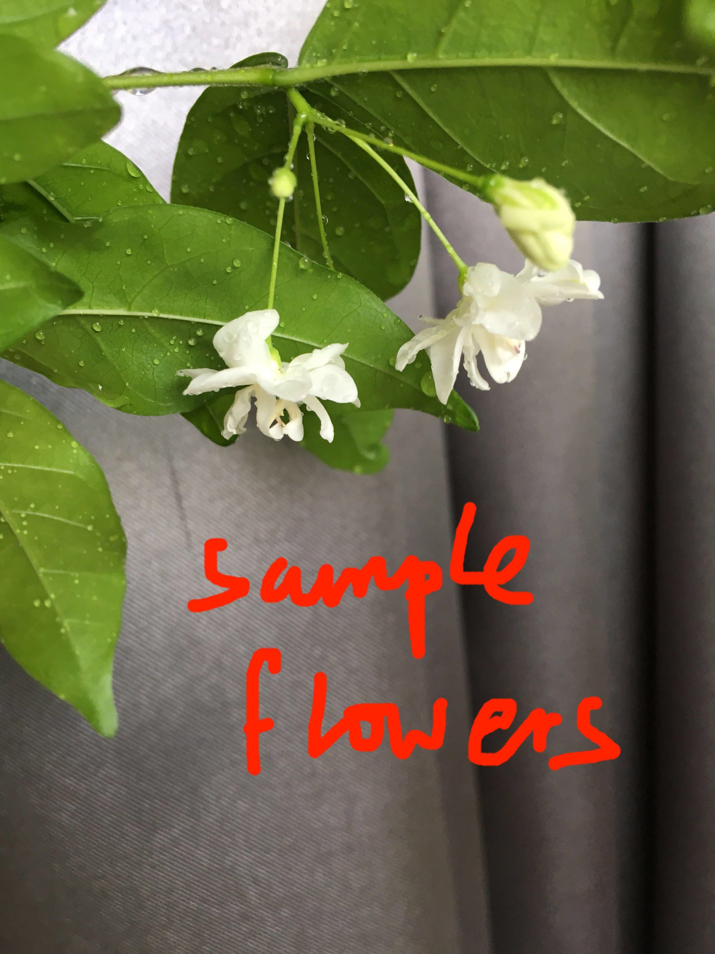 (Double petal) Shui Mei: Wrightia religiosa, Furniture & Home Living ...