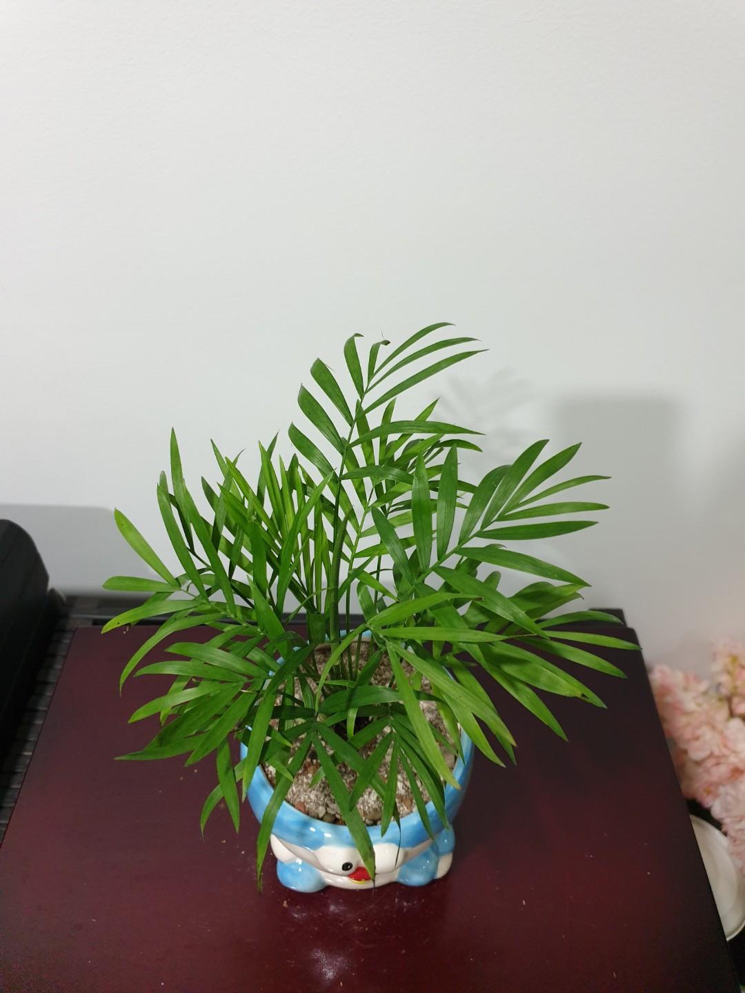 Java Palm Plant (Small), Furniture & Home Living, Gardening, Plants ...