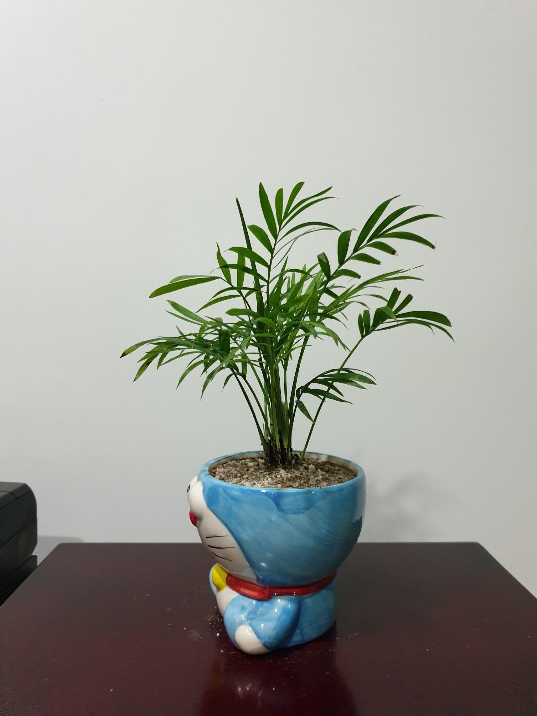 Java Palm Plant (Small), Furniture & Home Living, Gardening, Plants ...