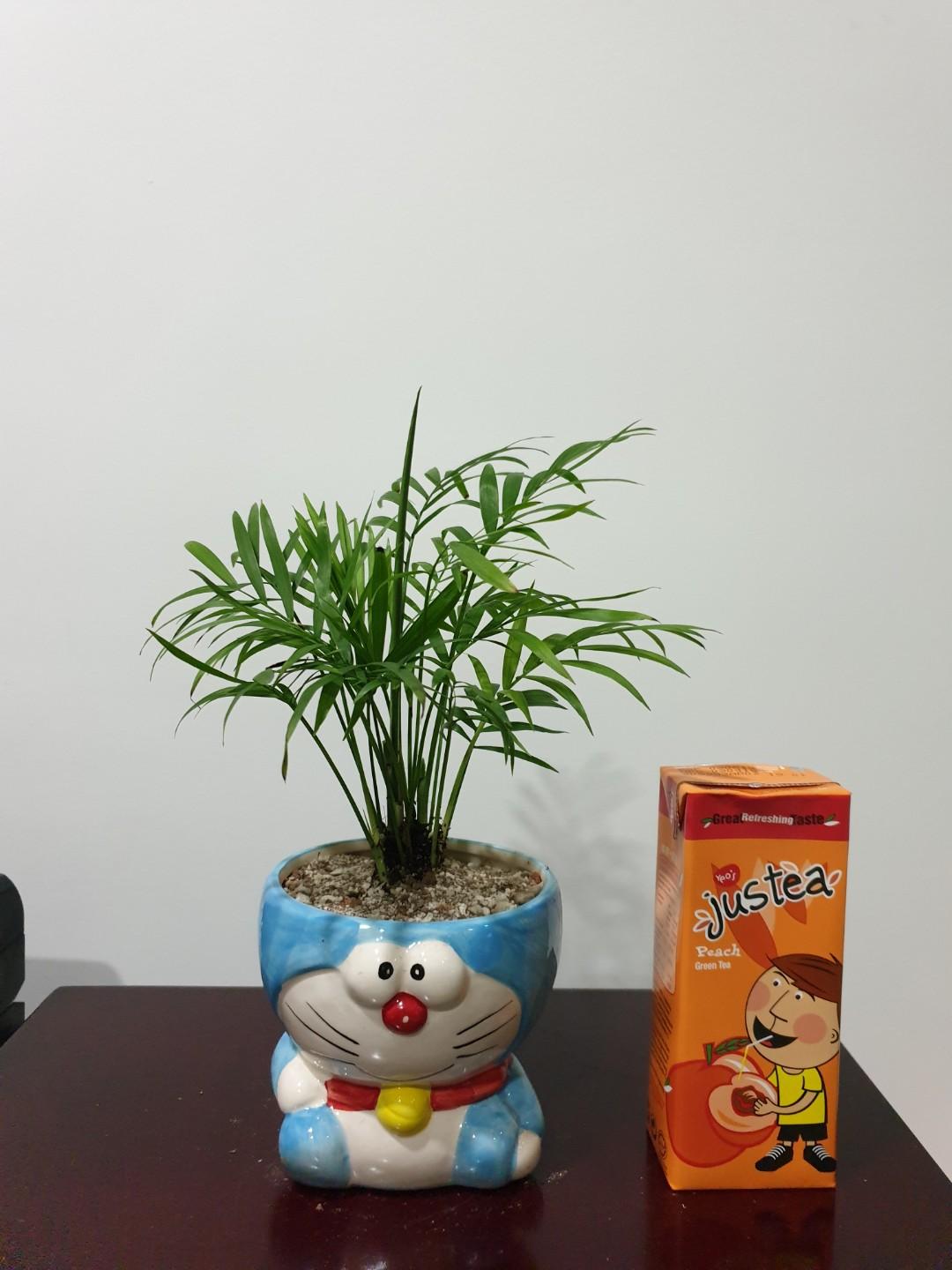 Java Palm Plant (Small), Furniture & Home Living, Gardening, Plants ...