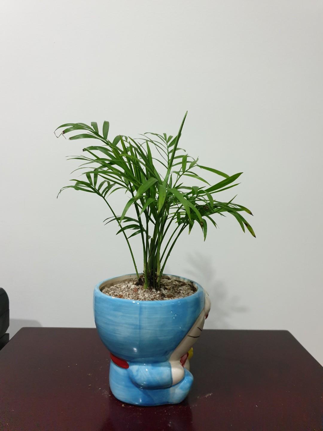 Java Palm Plant (Small), Furniture & Home Living, Gardening, Plants ...
