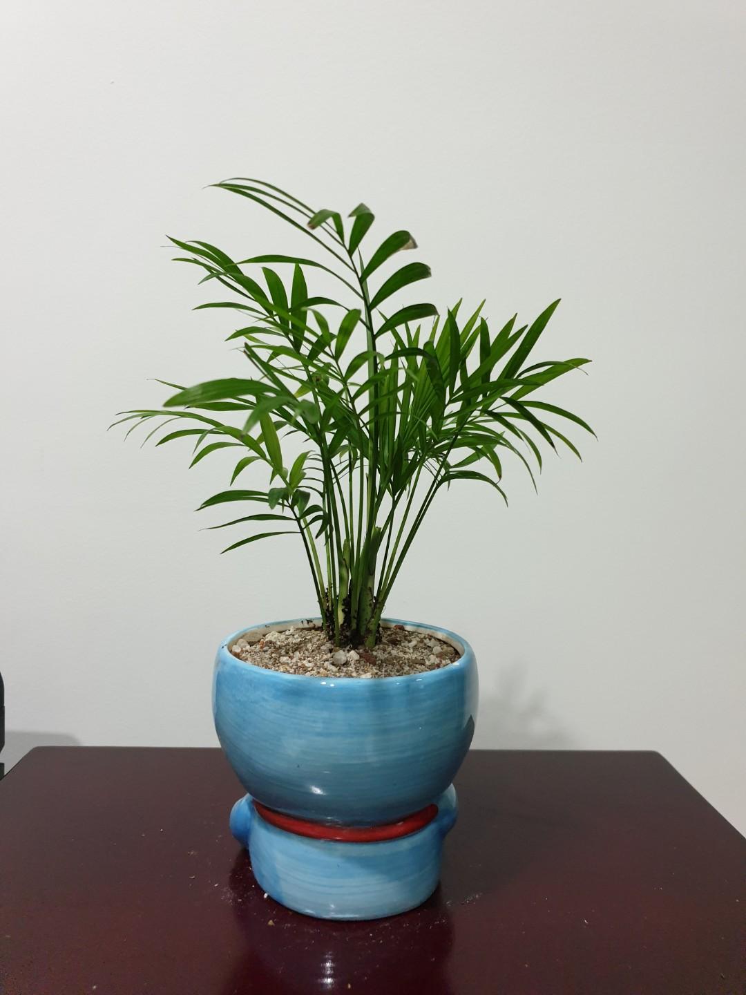 Java Palm Plant (Small), Furniture & Home Living, Gardening, Plants ...