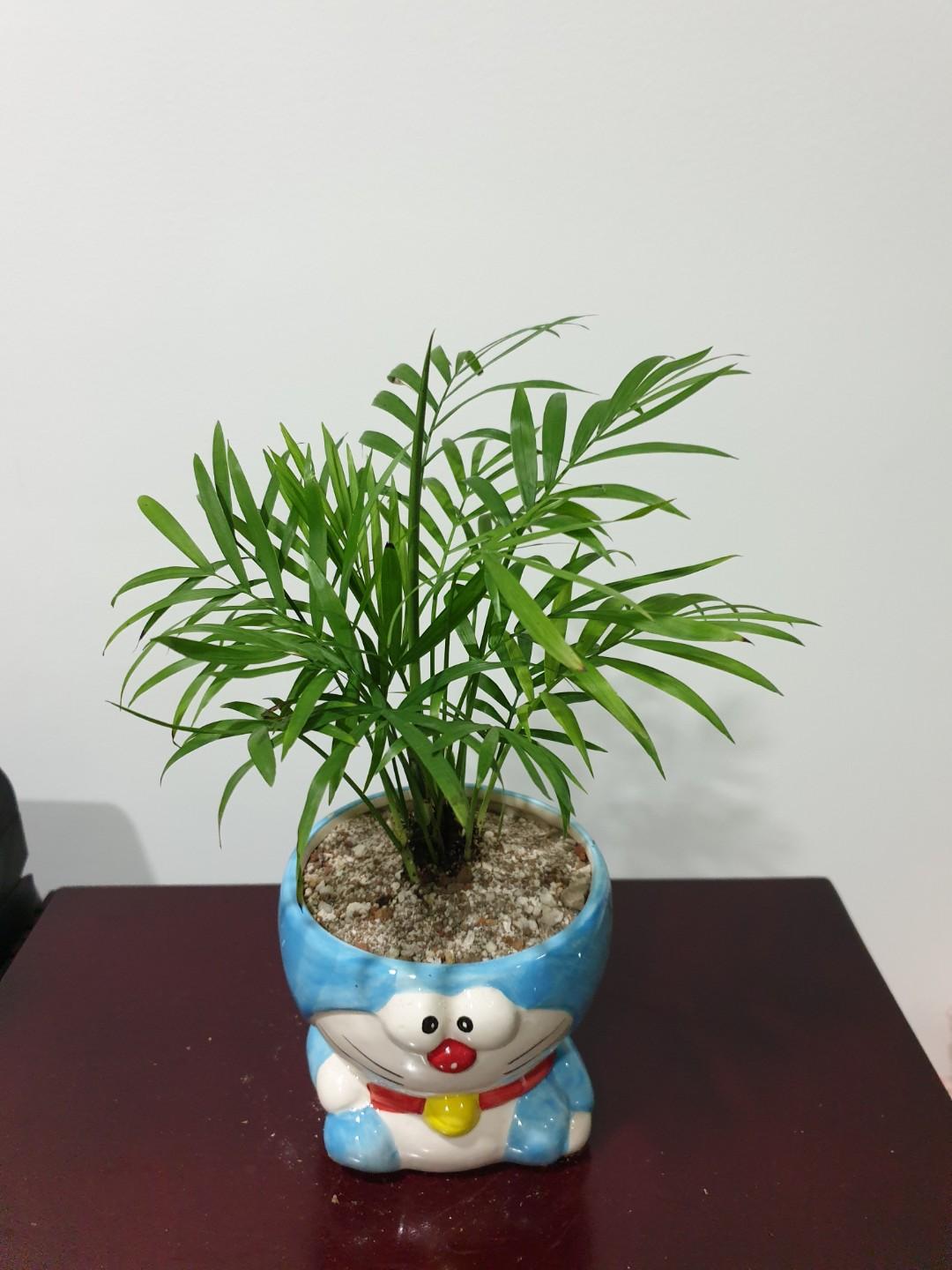 Java Palm Plant (Small), Furniture & Home Living, Gardening, Plants ...