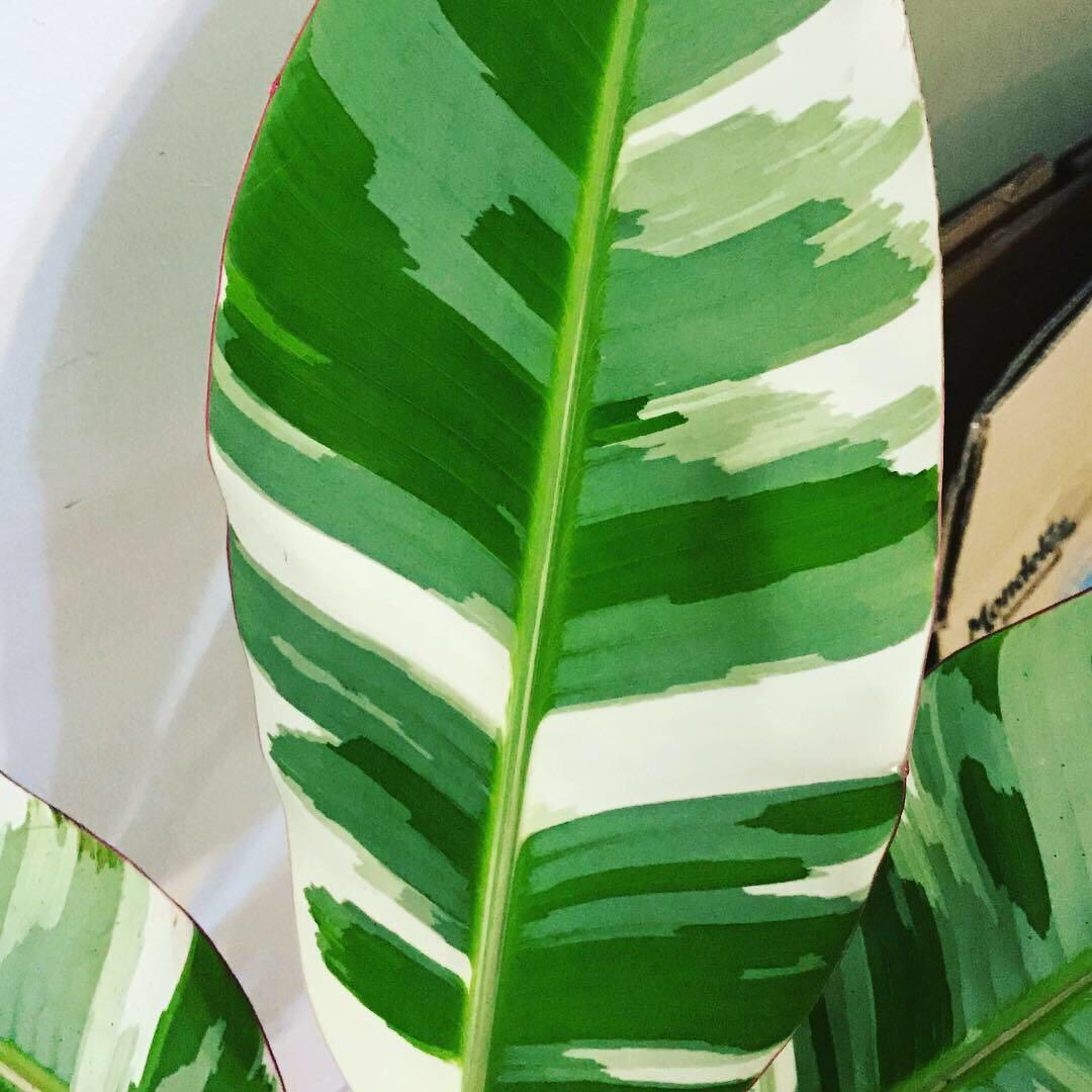 Musa Florida Variegated banana, Gardening, Plants on Carousell