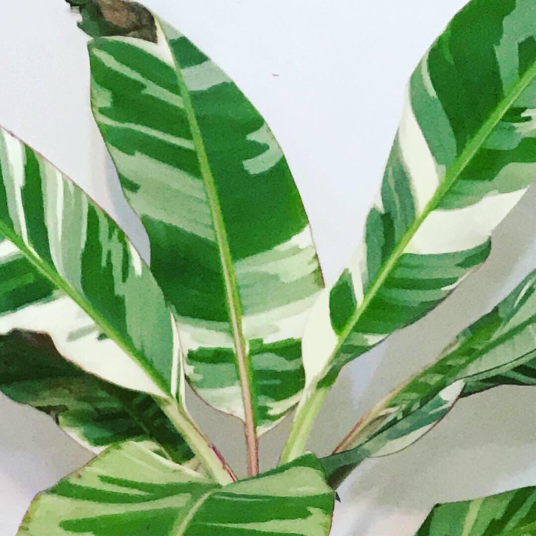 Musa Florida Variegated banana, Gardening, Plants on Carousell