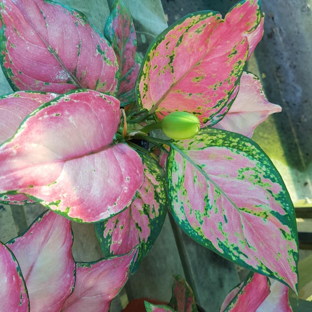 Blooming Pink Aglaonema "Chinese Evergreen", Furniture & Home Living ...