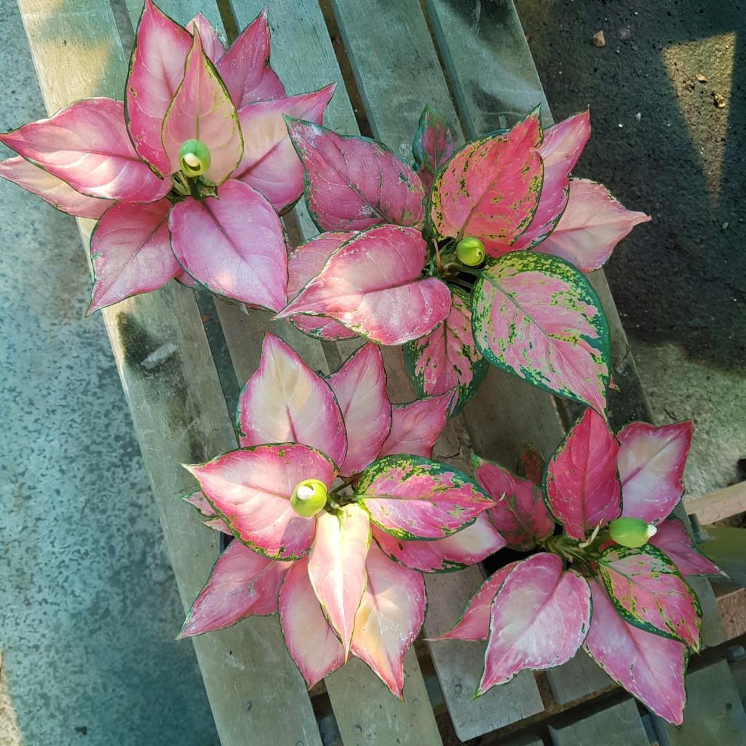 Blooming Pink Aglaonema "Chinese Evergreen", Furniture & Home Living ...