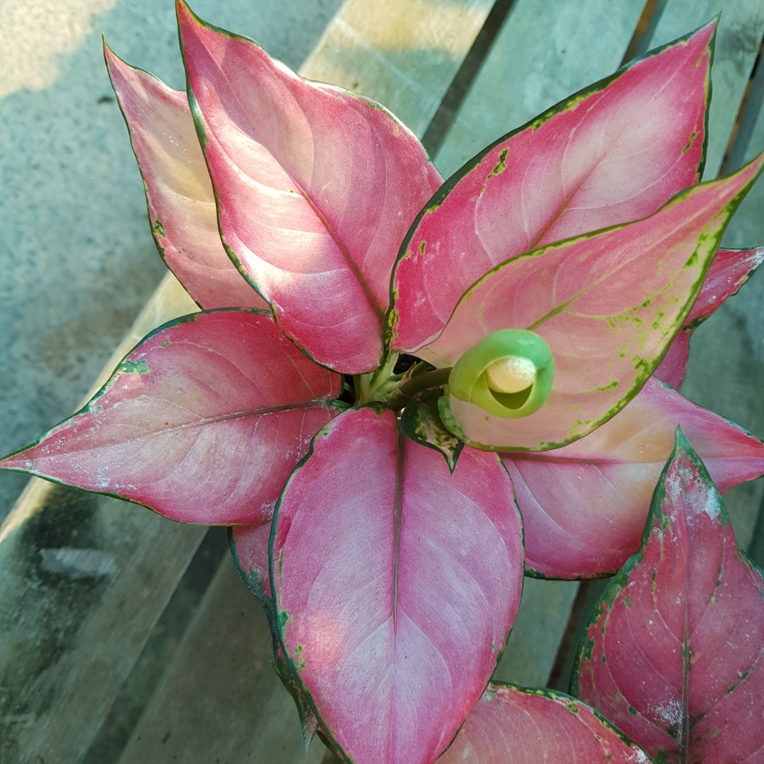 Blooming Pink Aglaonema "Chinese Evergreen", Furniture & Home Living ...
