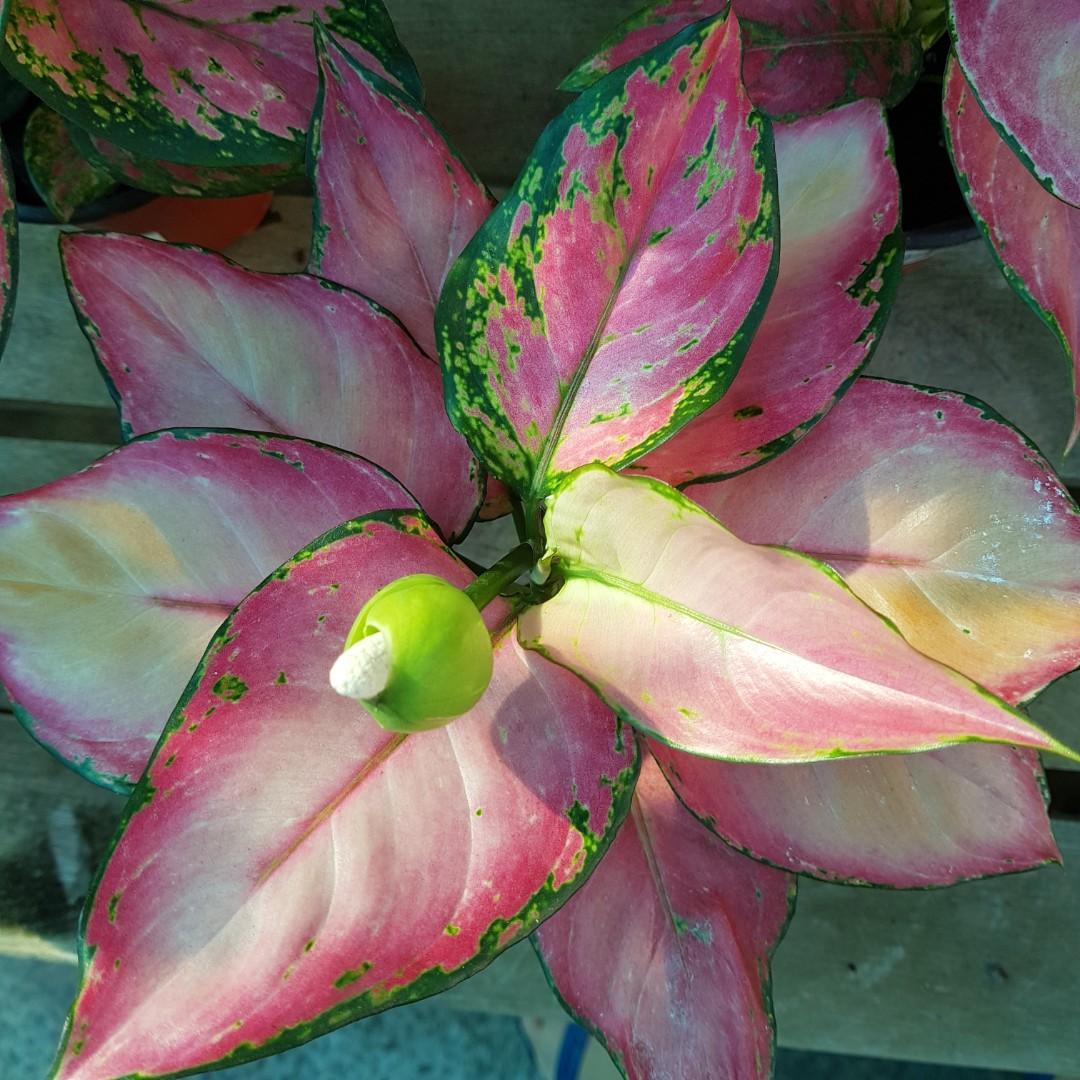 Blooming Pink Aglaonema "Chinese Evergreen", Furniture & Home Living ...