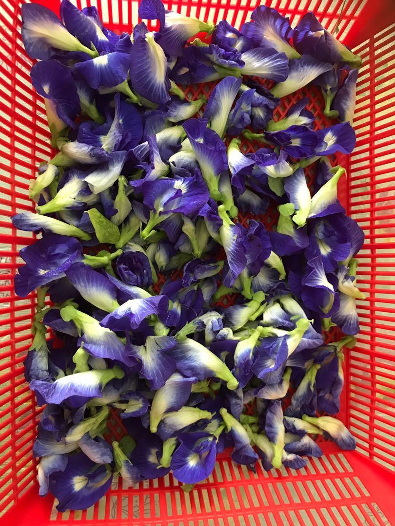 Dried blue butterfly pea flower, Food & Drinks, Packaged & Instant Food ...