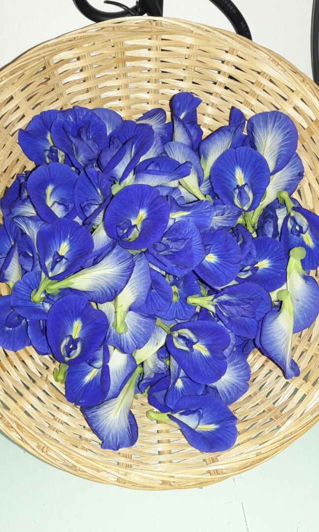 Clitoria ternatea/ Blue butterfly pea flower tea, Food & Drinks ...