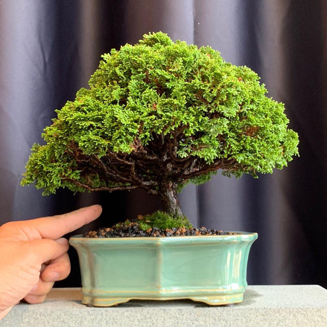 Japanese Tsuyama Hinoki Bonsai, Furniture & Home Living, Gardening, Plants & Seeds on Carousell