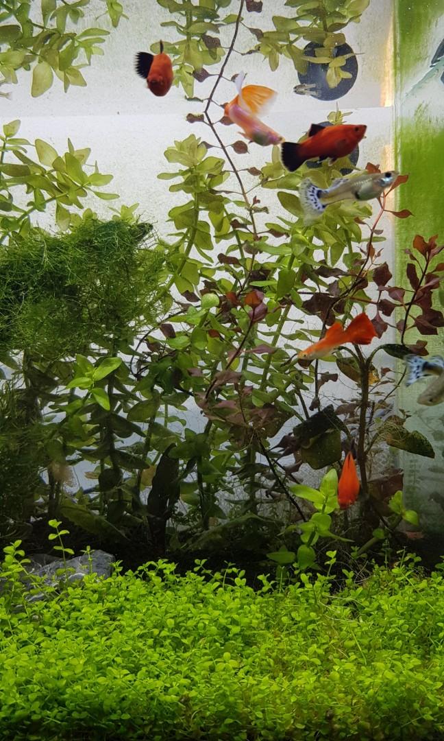 1.5 Feet Tank with Accessories, Pet Supplies, Homes & Other Pet ...