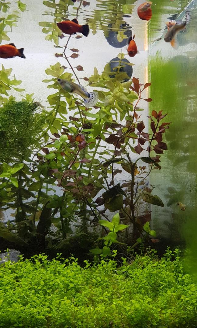 1.5 Feet Tank with Accessories, Pet Supplies, Homes & Other Pet ...