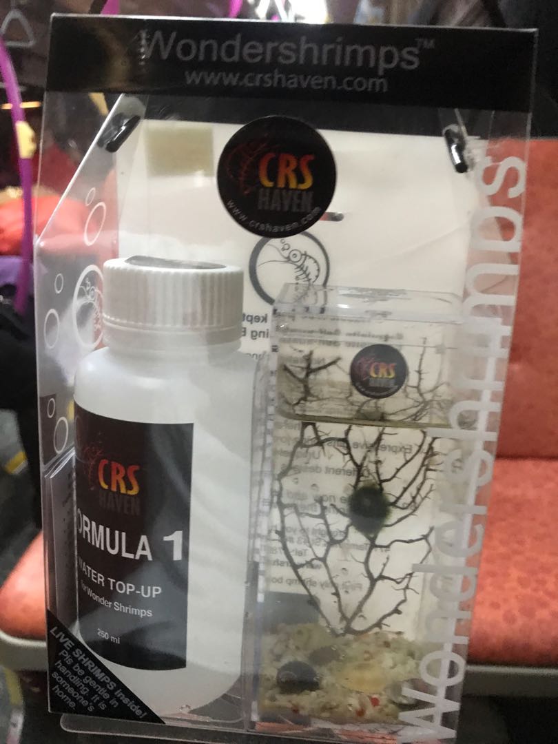 Wonder Shrimp, Everything Else on Carousell