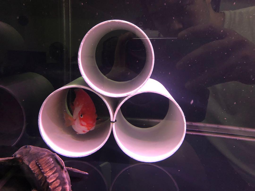 Diy pvc pipe for fish hideout cave, Pet Supplies, Homes & Other Pet ...