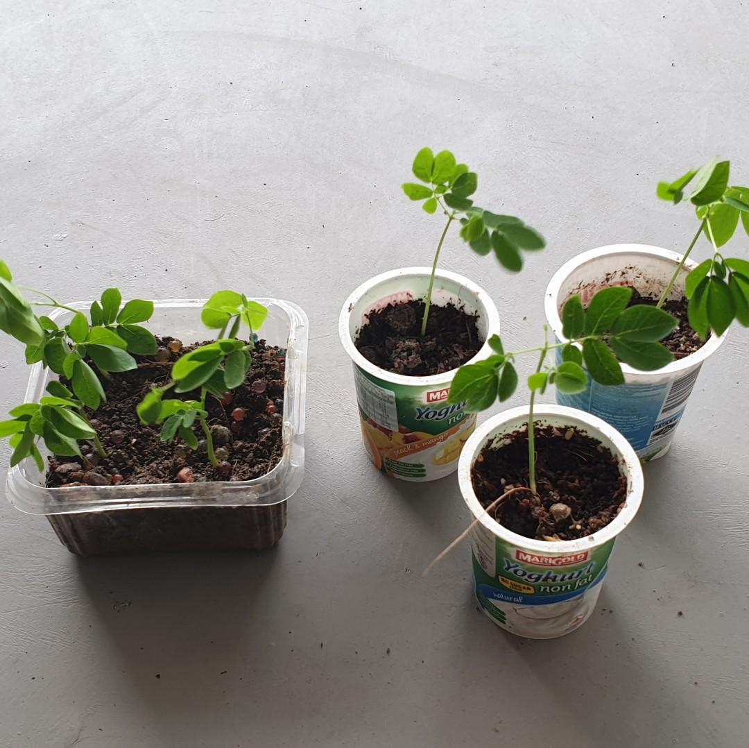 Rain Tree (Samanea Samari) Seedlings (BACK AFTER POPULAR DEMAND ...