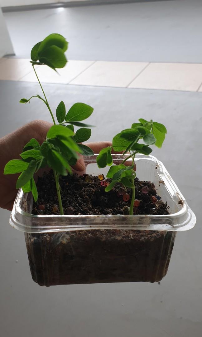 Rain Tree (Samanea Samari) Seedlings (BACK AFTER POPULAR DEMAND ...