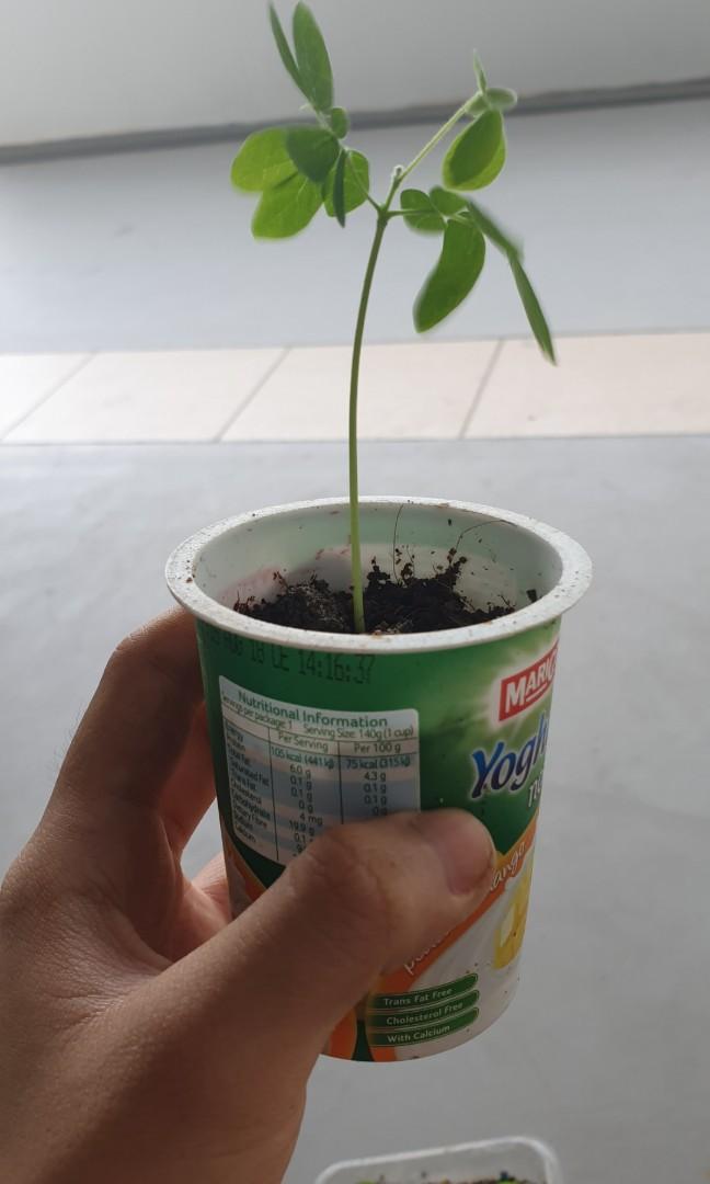 Rain Tree (Samanea Samari) Seedlings (BACK AFTER POPULAR DEMAND ...
