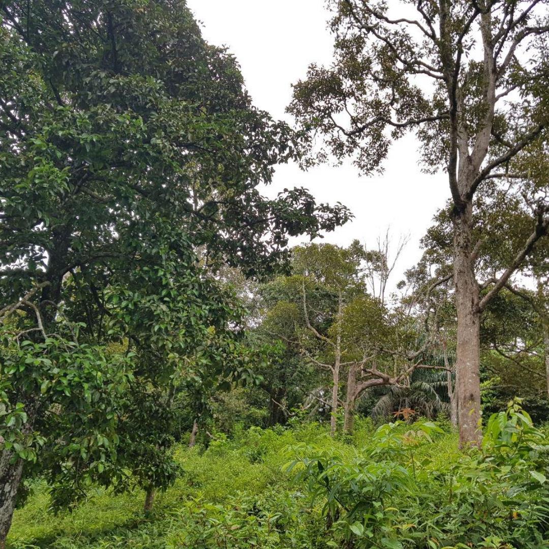 DUSUN DURIAN DI REMBAU, NEGERI SEMBILAN, Property, For Sale on Carousell